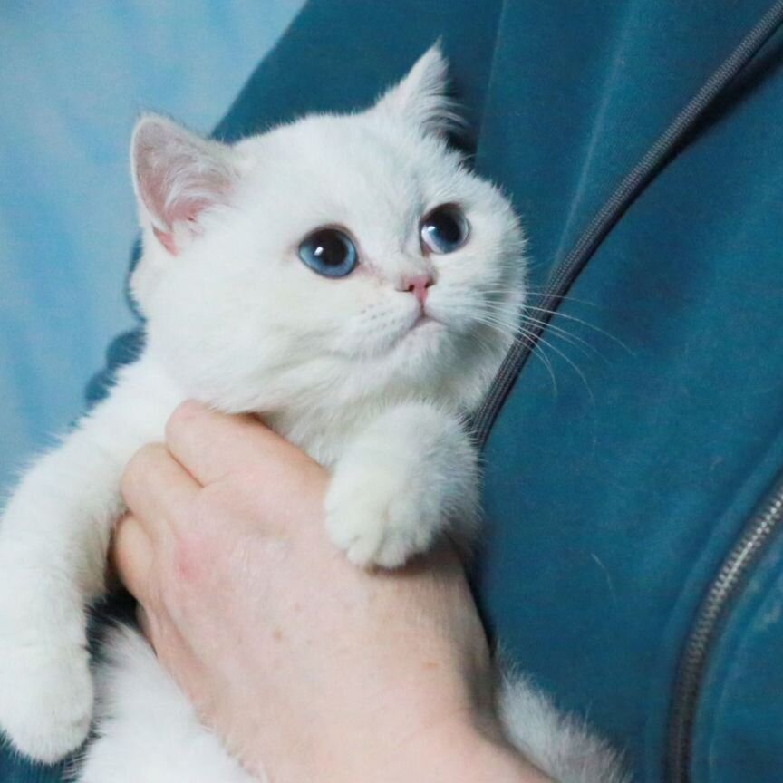 Серебристая шиншилла поинт котенок
