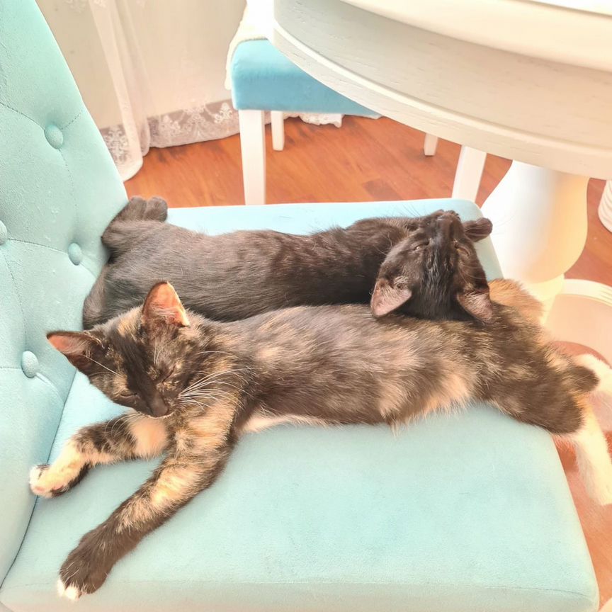 Котенок девочка