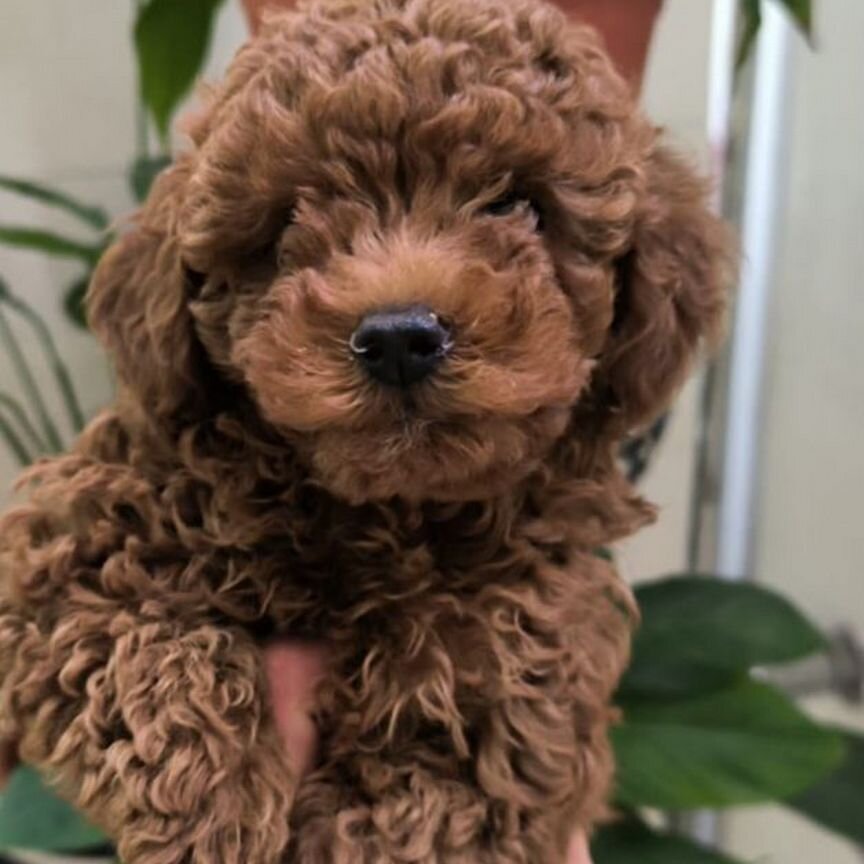 Той-пудель девочка 3 мес