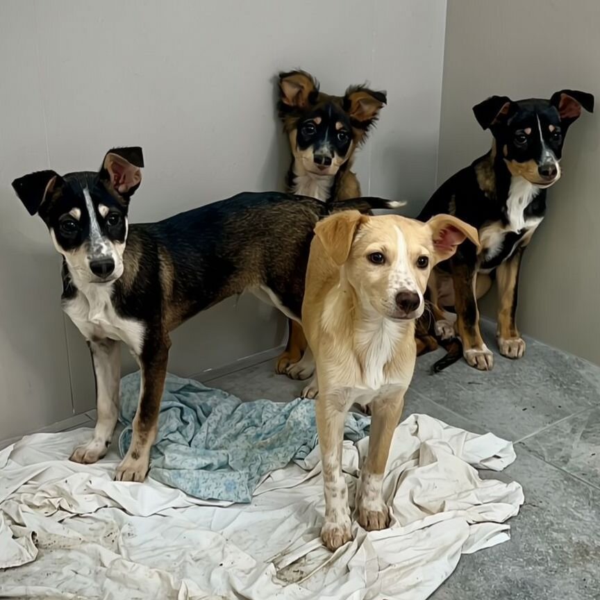 Щенок в добрые руки