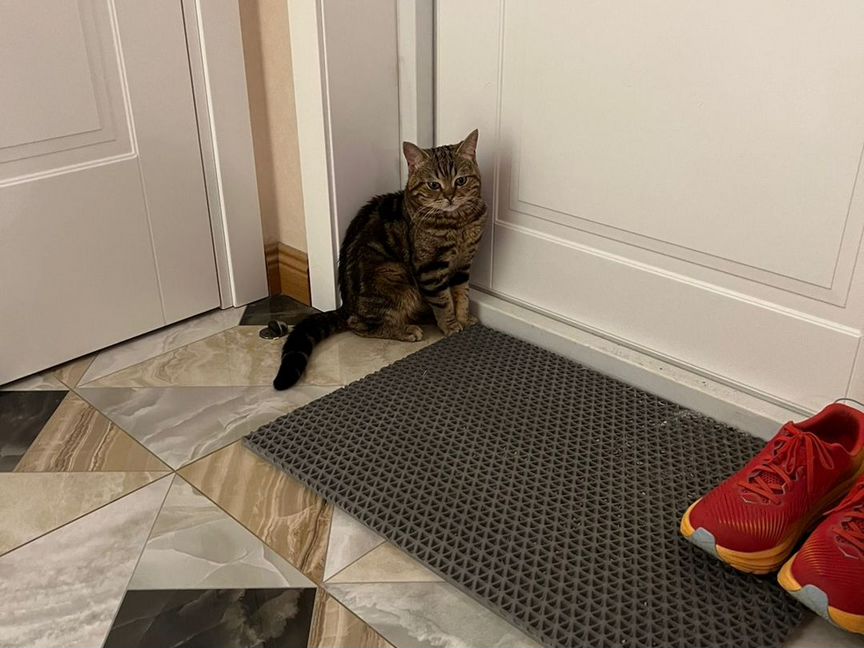 Отдам кота в добрые руки