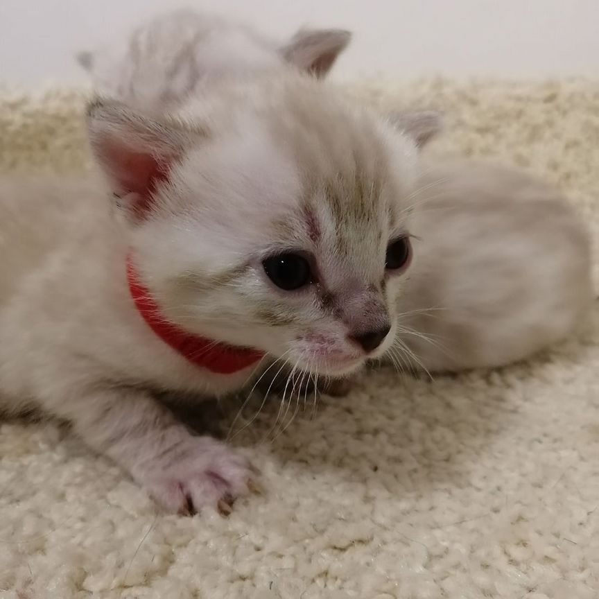 Бенгальские снежные котята