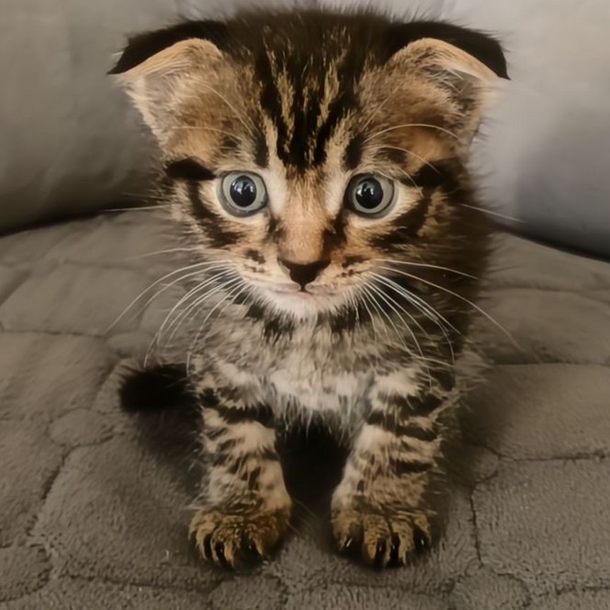 Шотландский вислоухий короткошёрстный котёнок