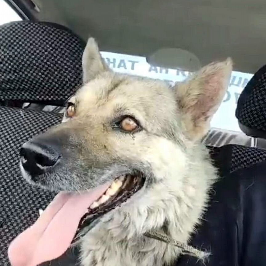 Надежный охранник -собака в поисках дома