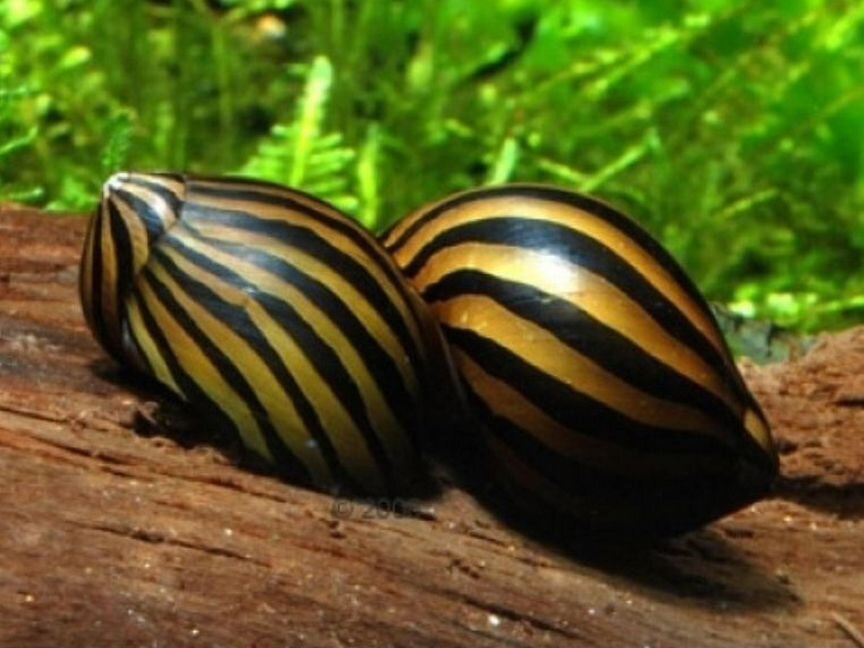 Улитка зебра неретина, отлично чистит аквариум