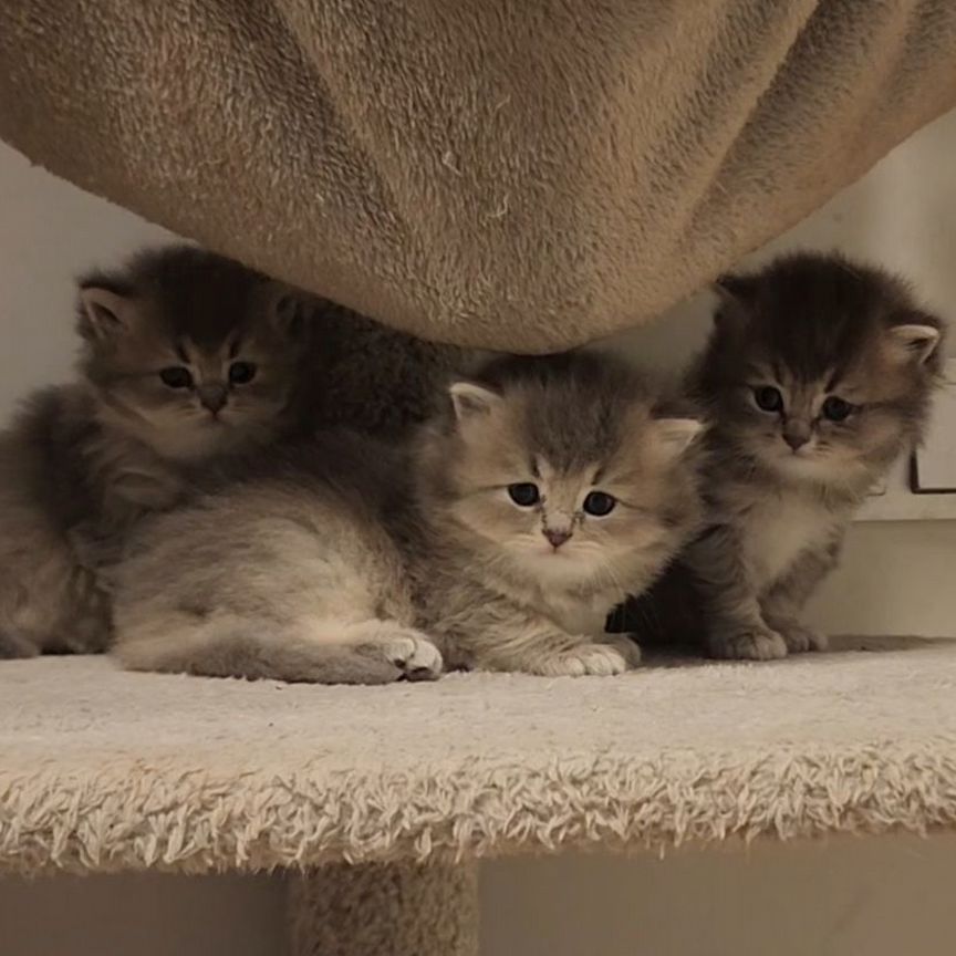 Котики