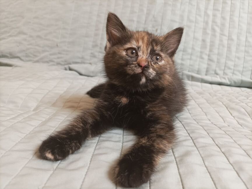 Найден котёнок, отдам в добрые руки