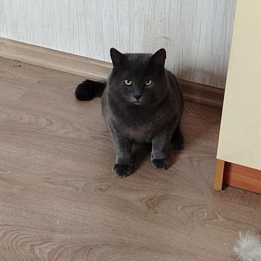 Барон ищет дом