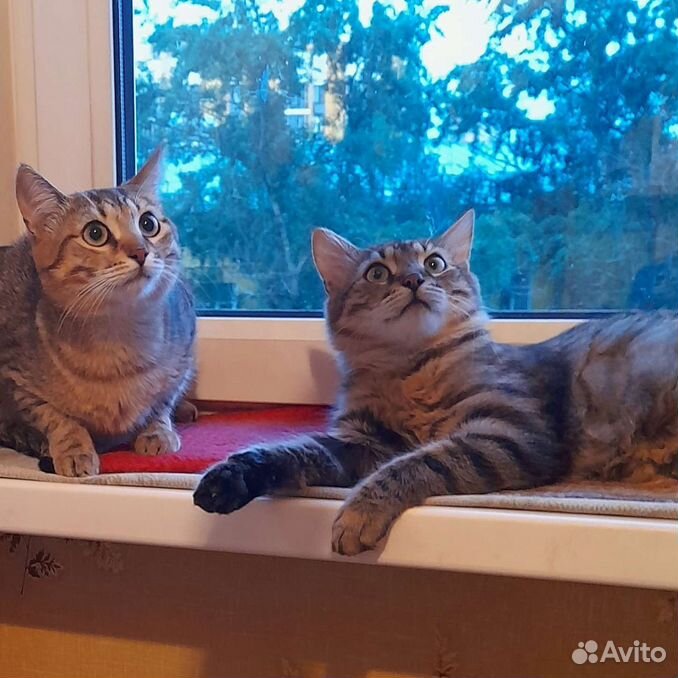 Обаятельные котики