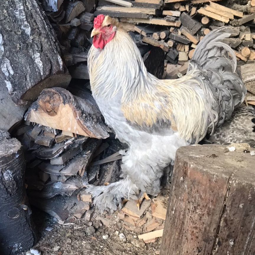 Петух Брама Изабелла