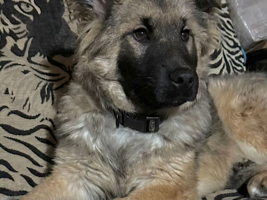 Щенок от кавказца