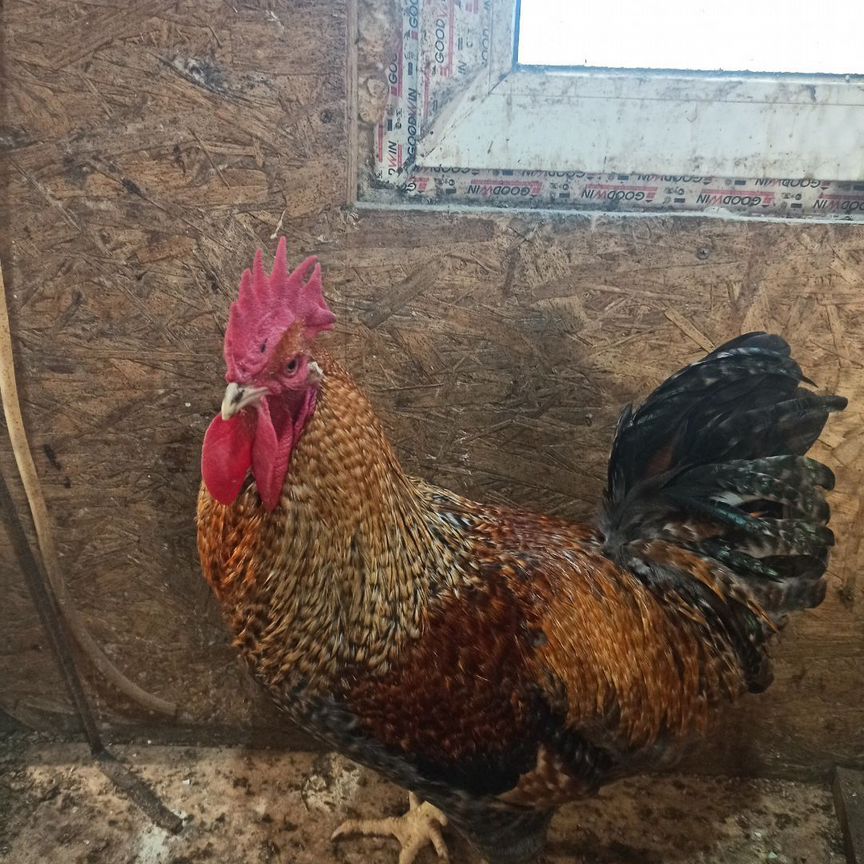 Обменяю петуха