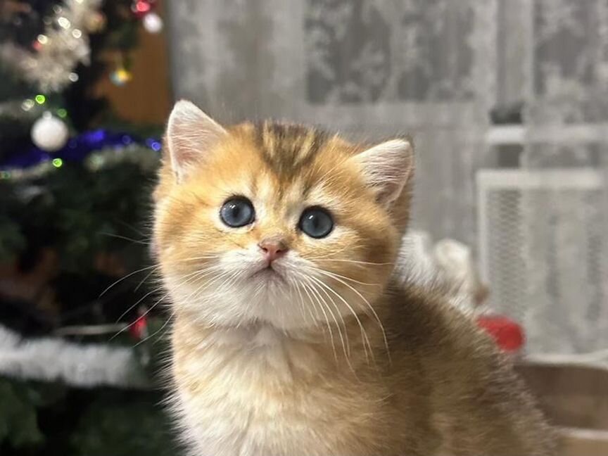 Британская золотая шиншилла