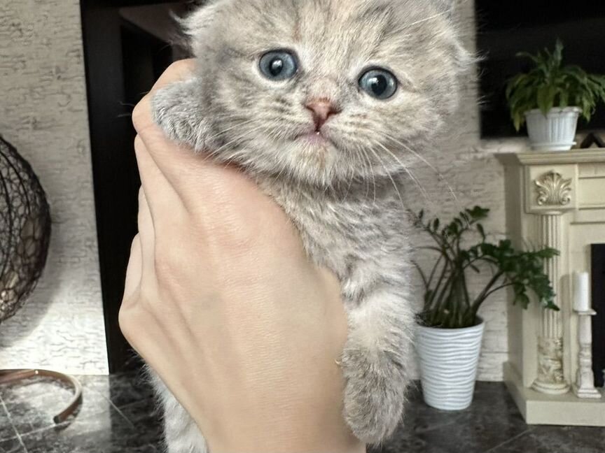 Шотландская вислоухая кошка