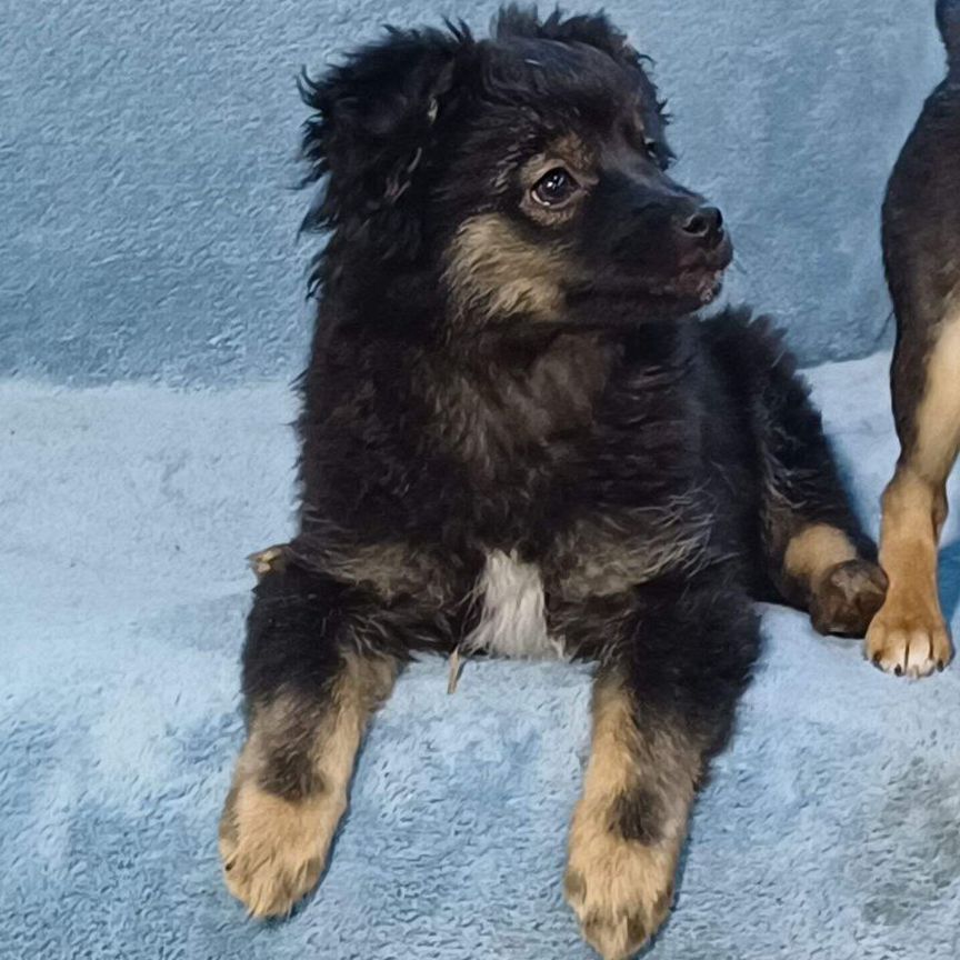 Щенок в добрые руки