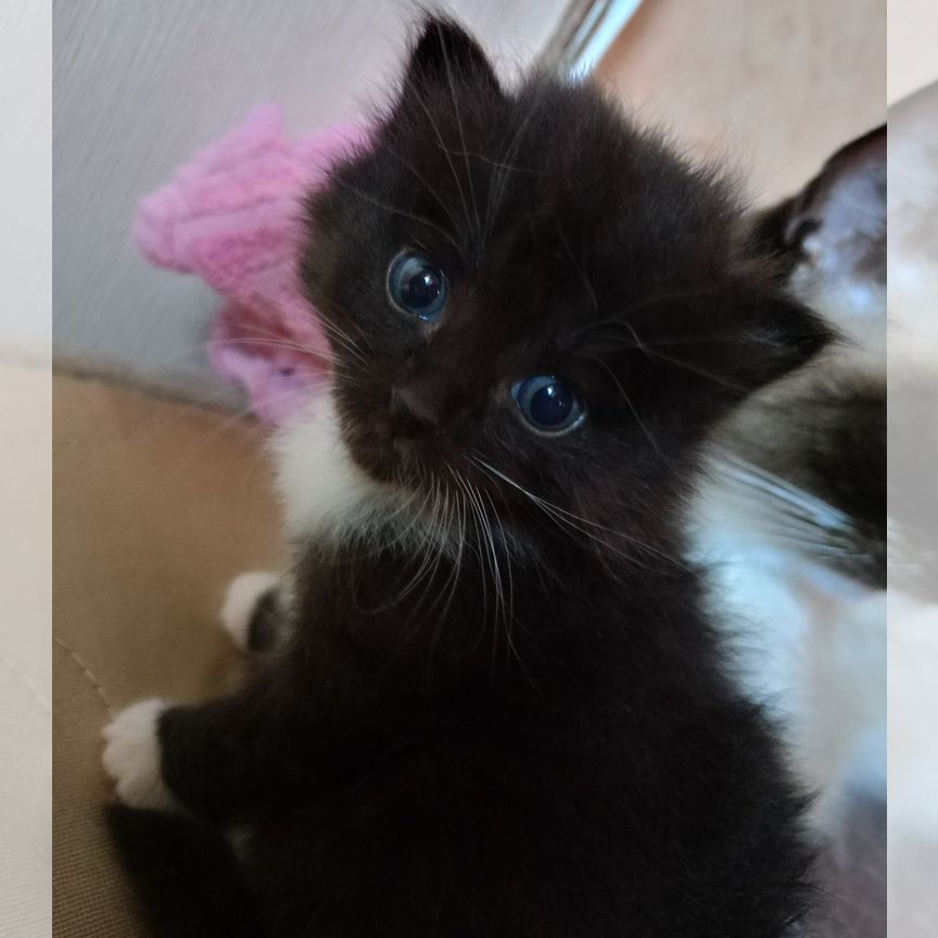 Котёнок пушистый