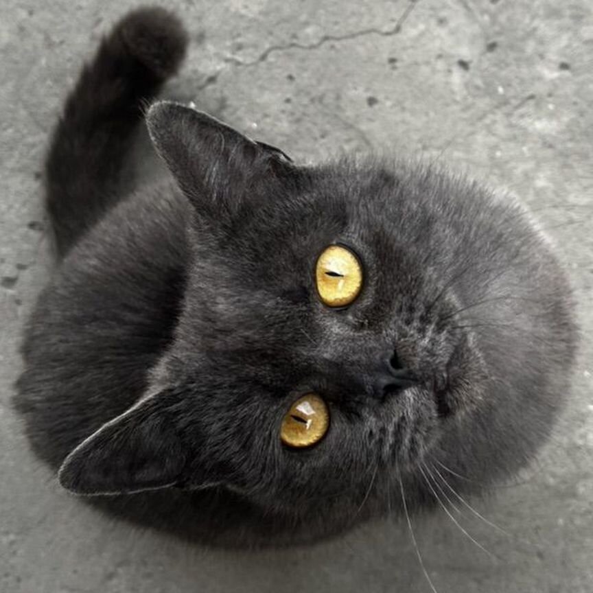 Кошка в добрые руки
