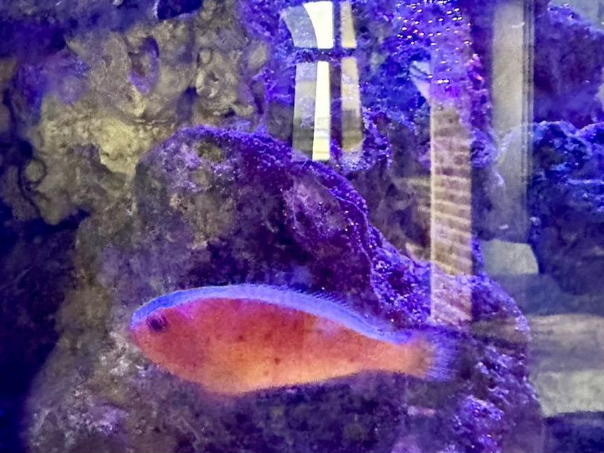 Морские рыбки