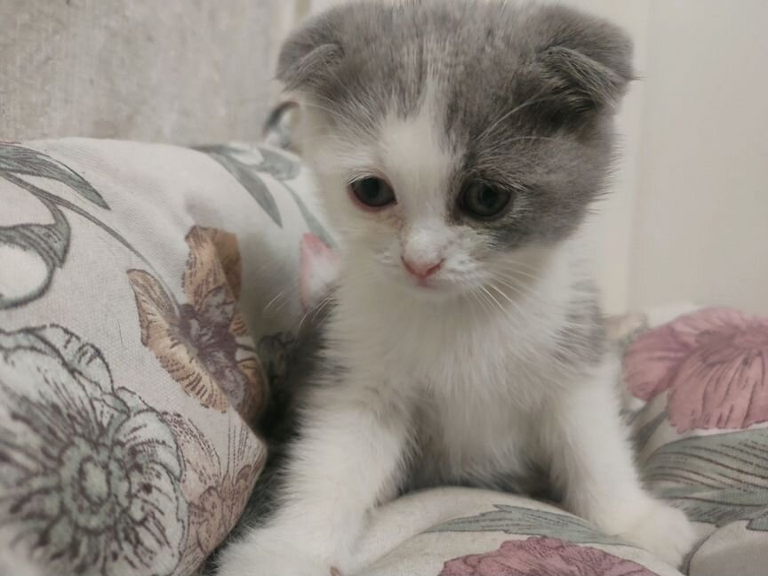 Продам вислоухую британку