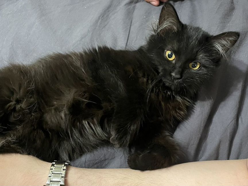 Кошка,котенок