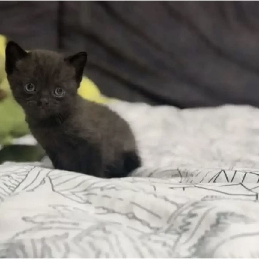 Британский короткошёрстный котёнок