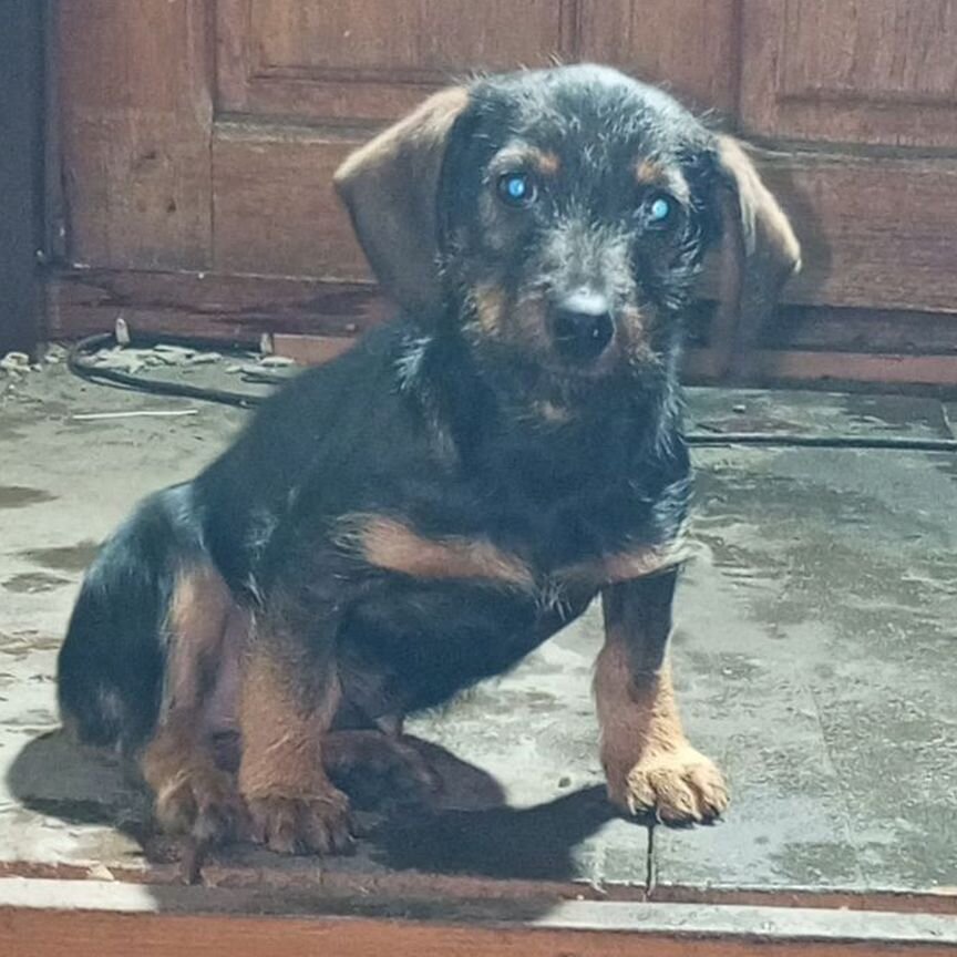 Щенок в добрые руки