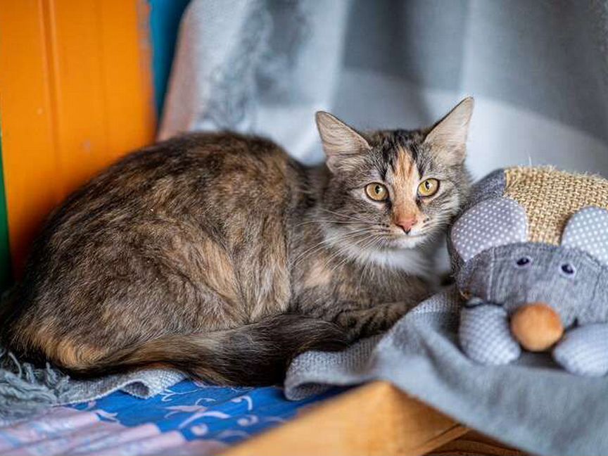 Рибба ищет семью