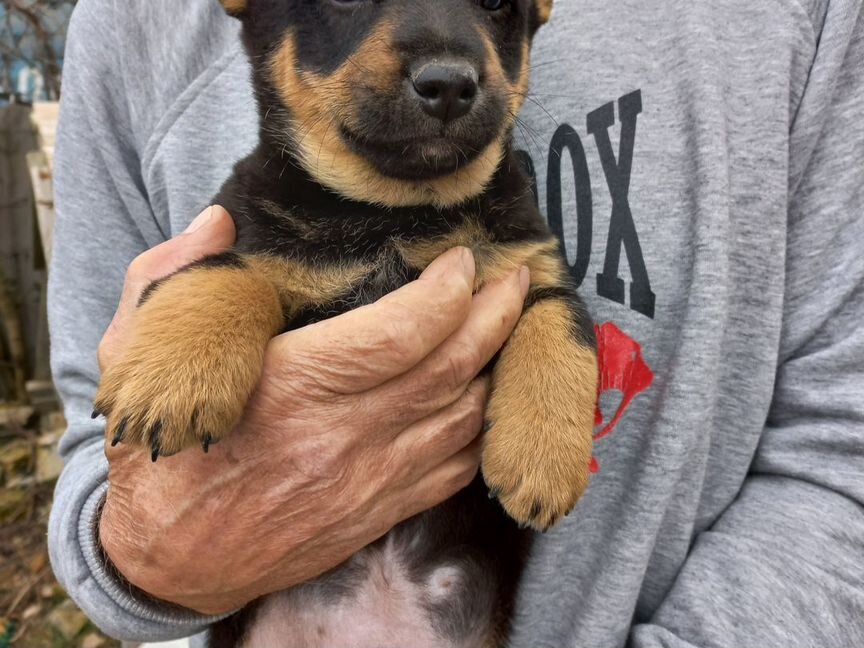 Отдам бесплатно