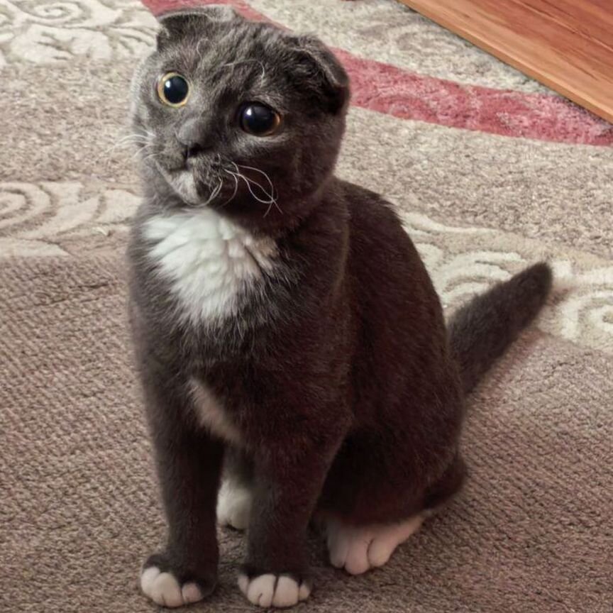 Шотландский вислоухий короткошёрстный котёнок