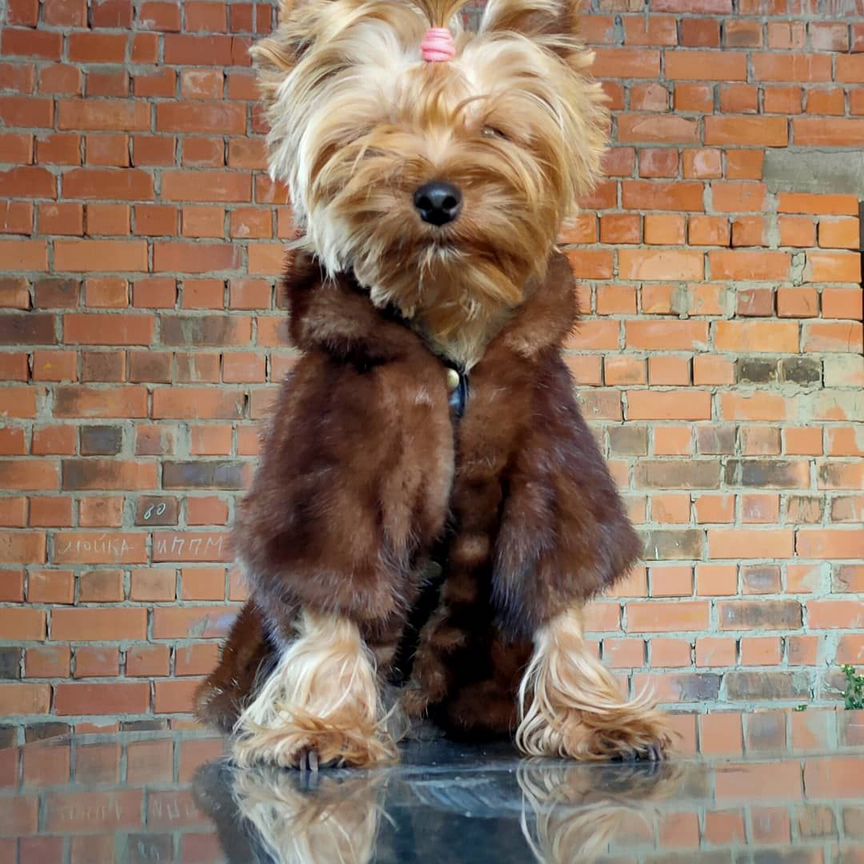 Шуба для собаки