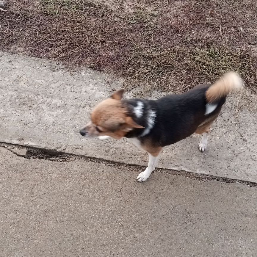 Щенки чихуахуа возраст 1 месяц