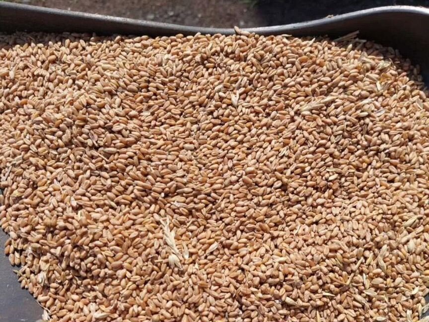 Семечко, Ячмень яровой на корм