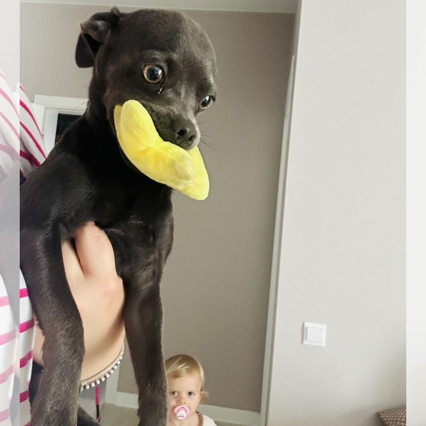 Чихуахуа, щенок