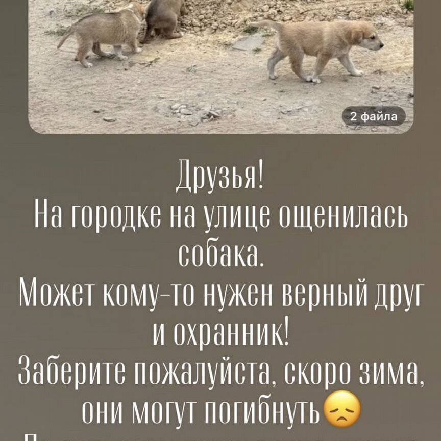 Животные