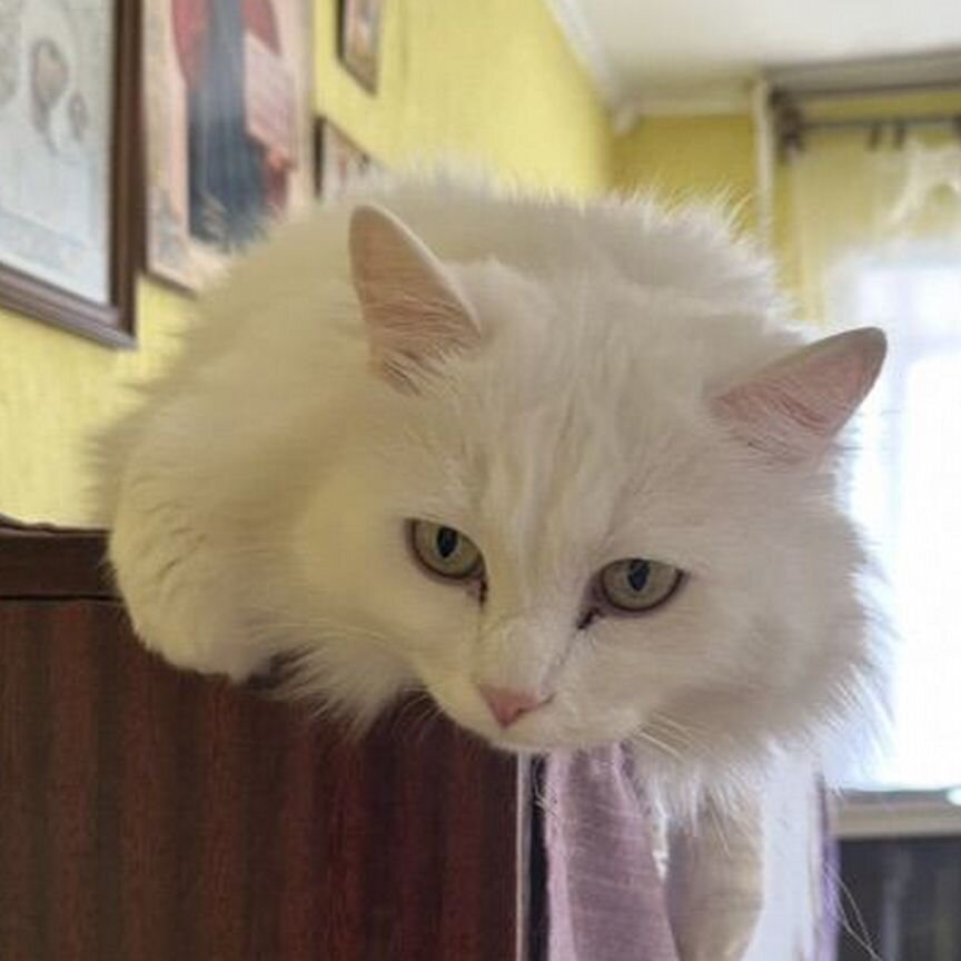 Белый кот