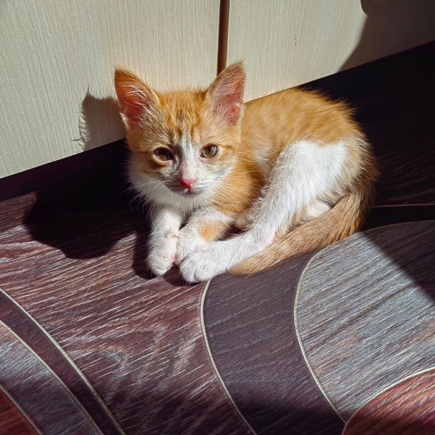 Рыжий котенок в добрые руки