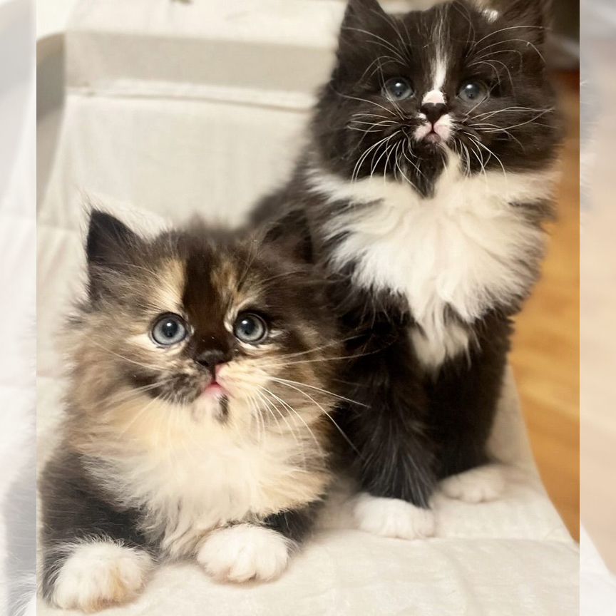 Сибирские котята