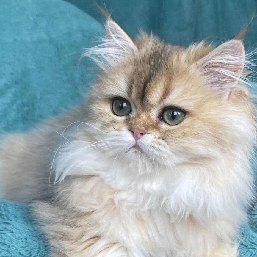 Британская кошечка