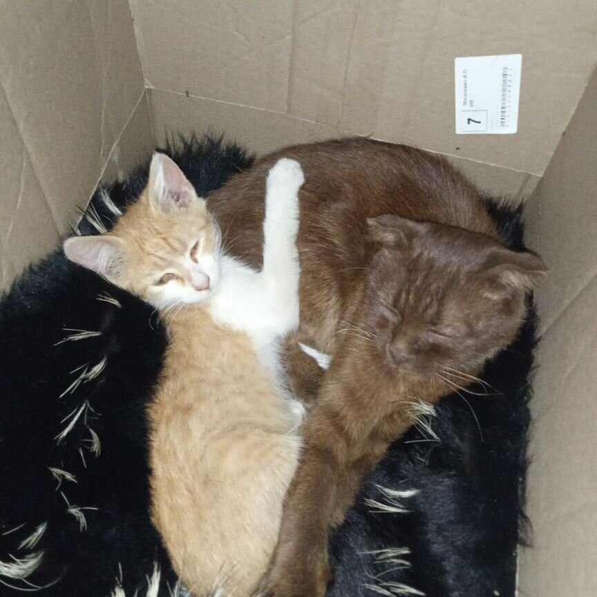 Кошка просто Маня