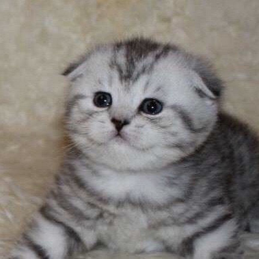 Шотландский Вислоухий