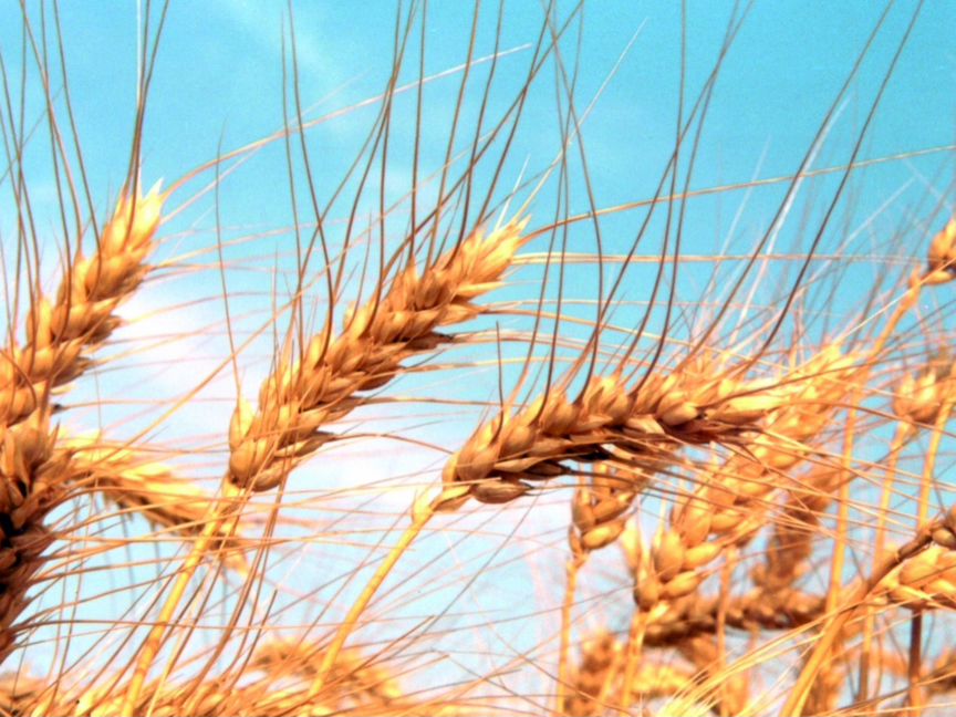 Пшеница твердая