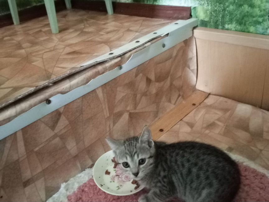 Котята в добрые руки бесплатно приученные к лотку