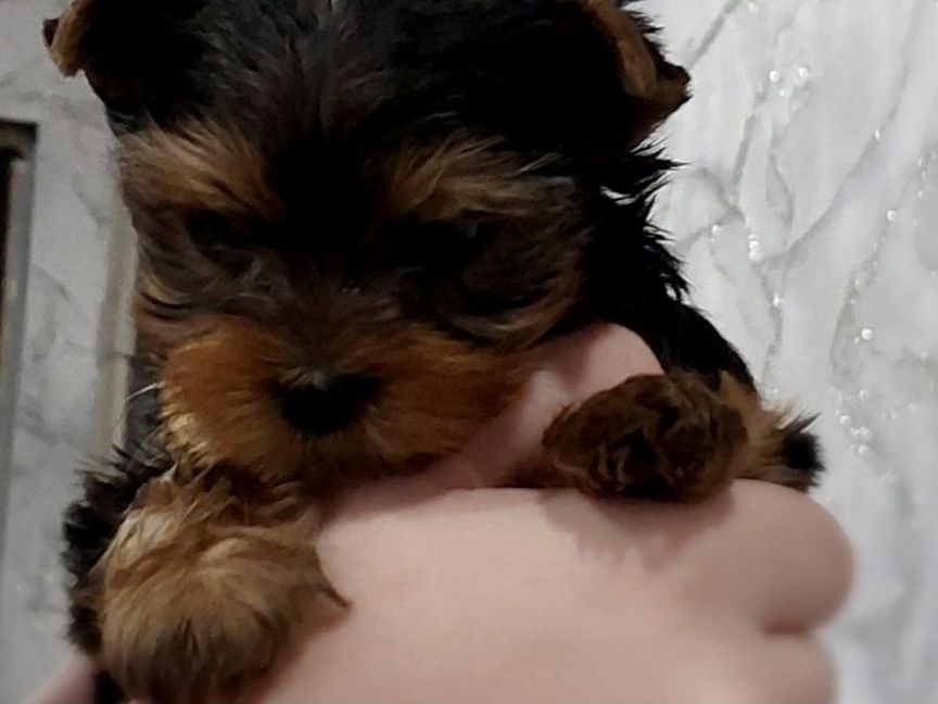 Йоркширский терьер щенки