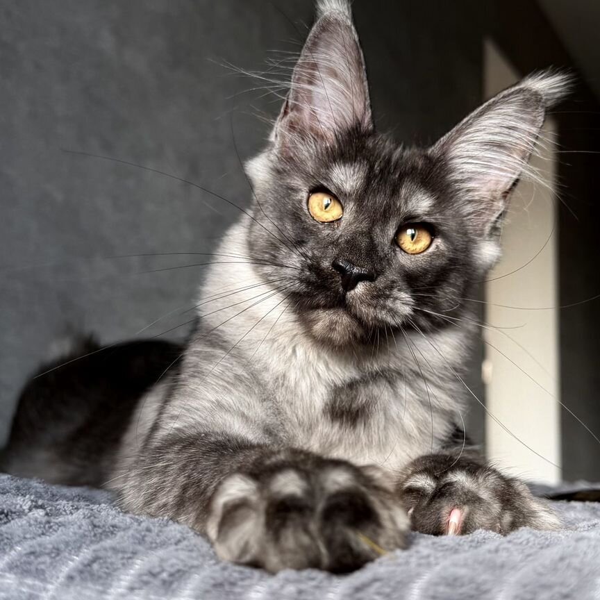 Мейн-кун котёнок