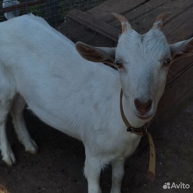 Козочка и куры