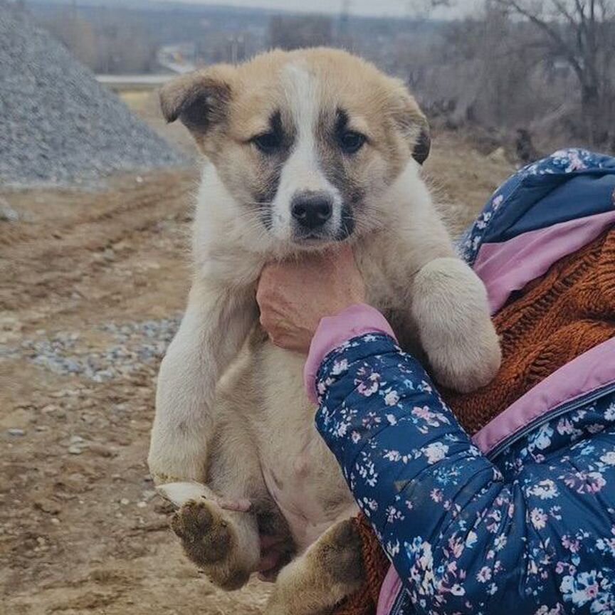 Щенок в добрые руки бесплатно