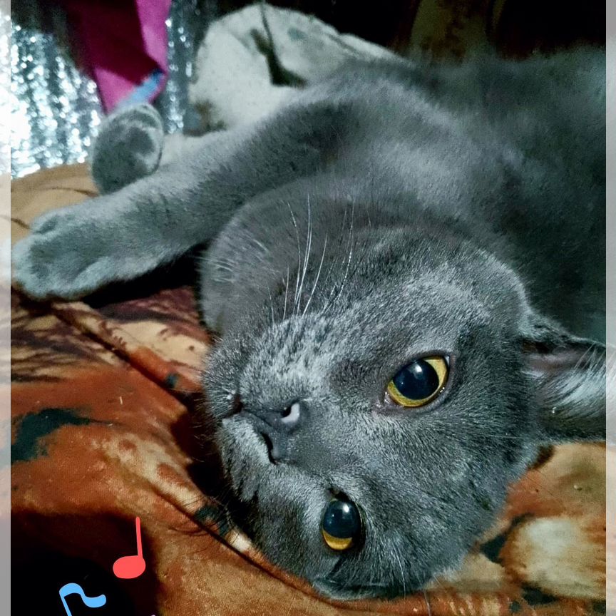 Кот баюн споёт песенки