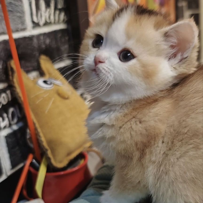 Шотландский вислоухий короткошёрстный котёнок