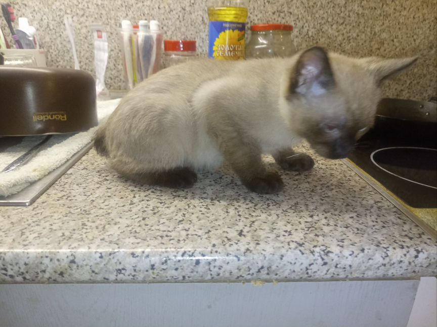 Котята породы меконгский бобтейл