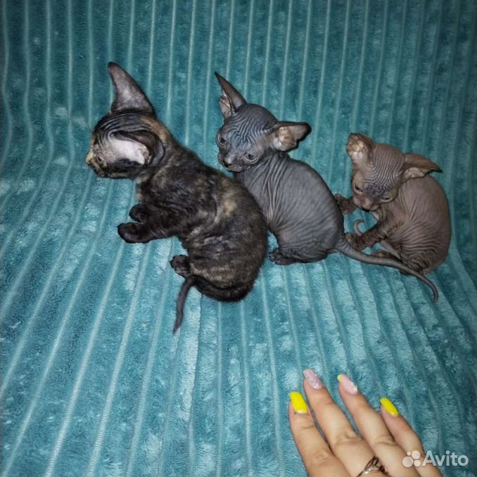 Котятадонской сфинкс